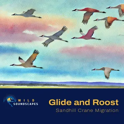 Nature Sounds » Wild Soundscapes