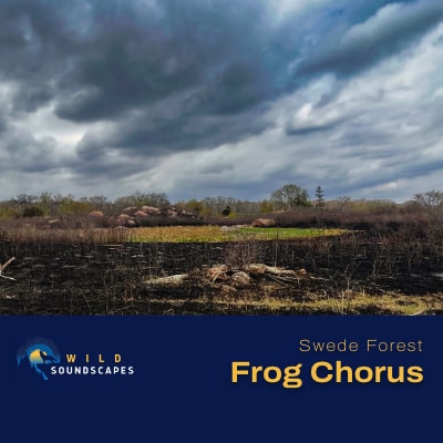 Nature Sounds » Wild Soundscapes